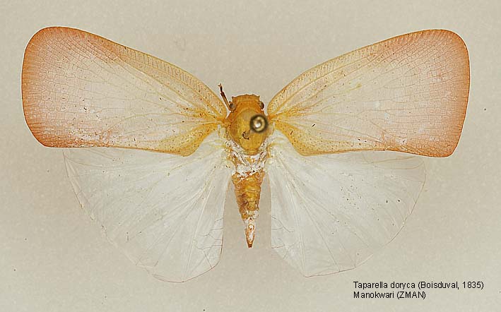 Papua Insects Foundation (Hemiptera/Auchenorrhyncha/leafhopper ...